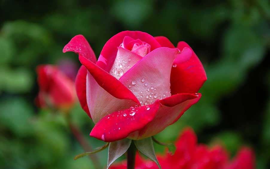 As 10 Flores mais Lindas e Deslumbrantes do mundo